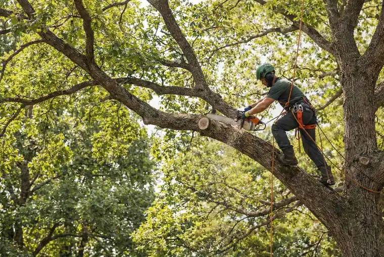 Anderson Tree Service | Central Texas Tree Care